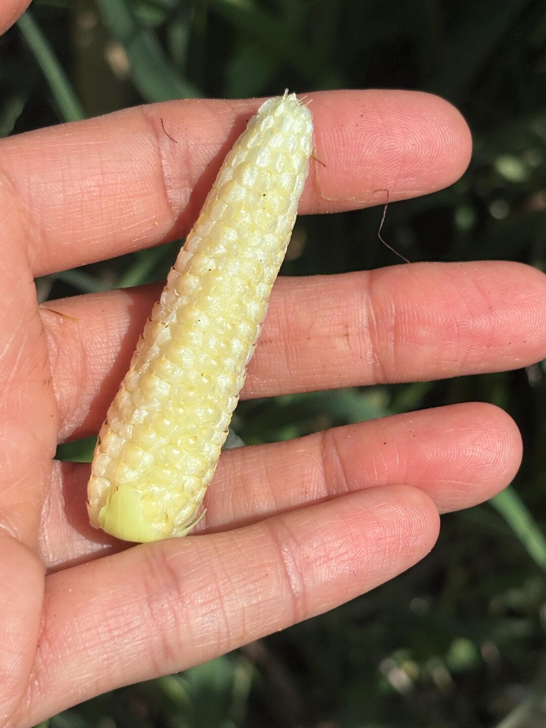 25 Chires Baby Corn Seeds - Etsy