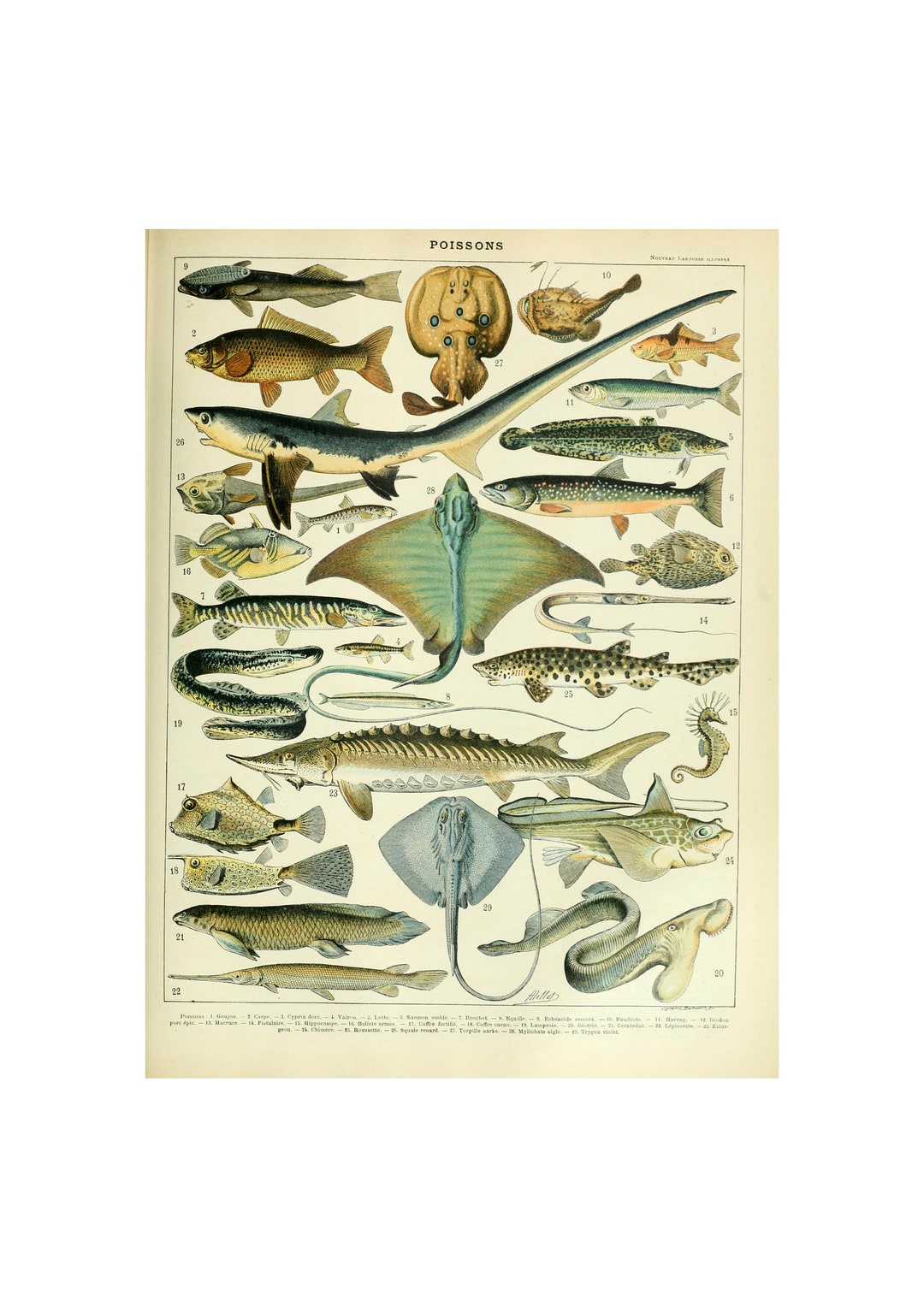 Vintage Fish Chart Print: Adolphe Millot Illustration - Etsy