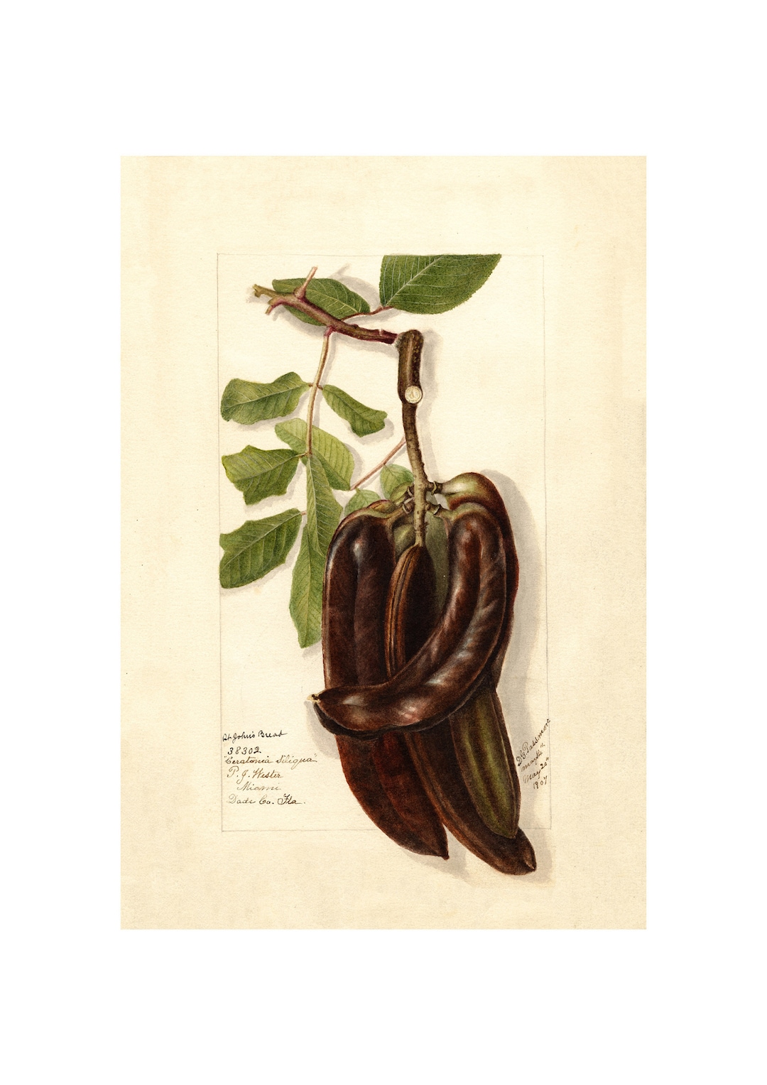 Vintage Carob Tree Botanical Print: Kitchen Wall Art Poster - Etsy