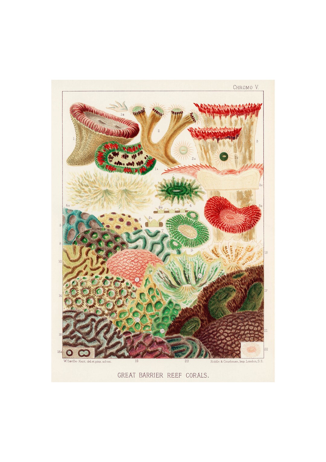 Great Barrier Reef Corals Poster | Australian Coral Reef Sea Life Print ...