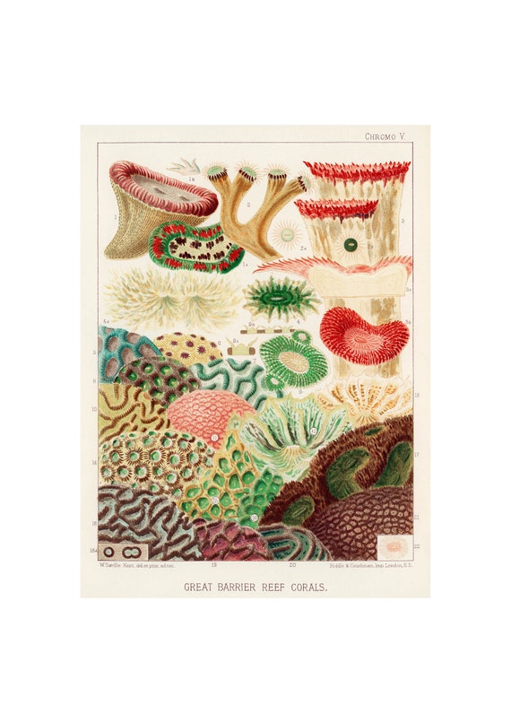 Great Barrier Reef Corals Poster Australian Coral Reef Sea | Etsy