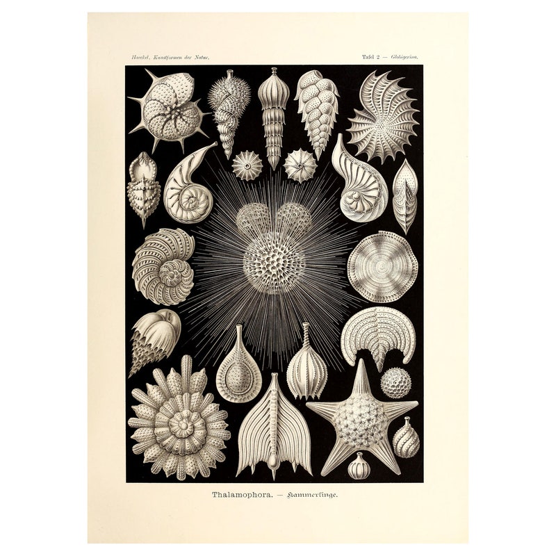 Haeckel Illustration - Etsy