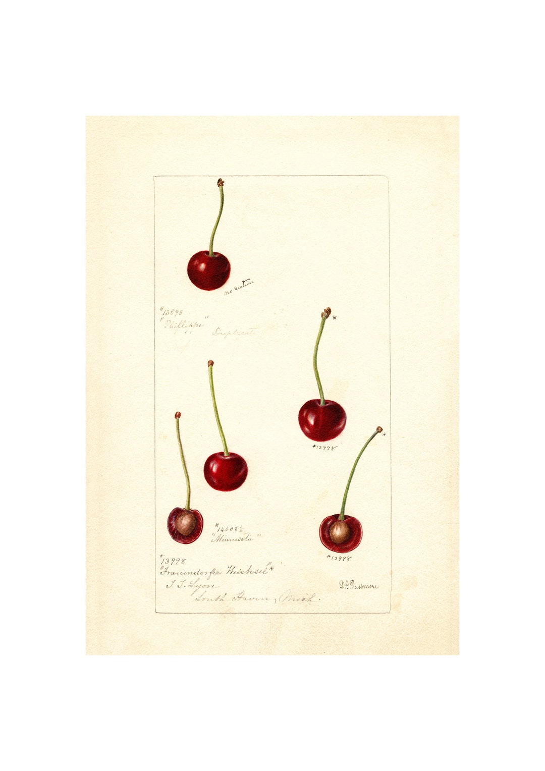Vintage Cherry Botanical Print: Kitchen Wall Art Poster - Etsy
