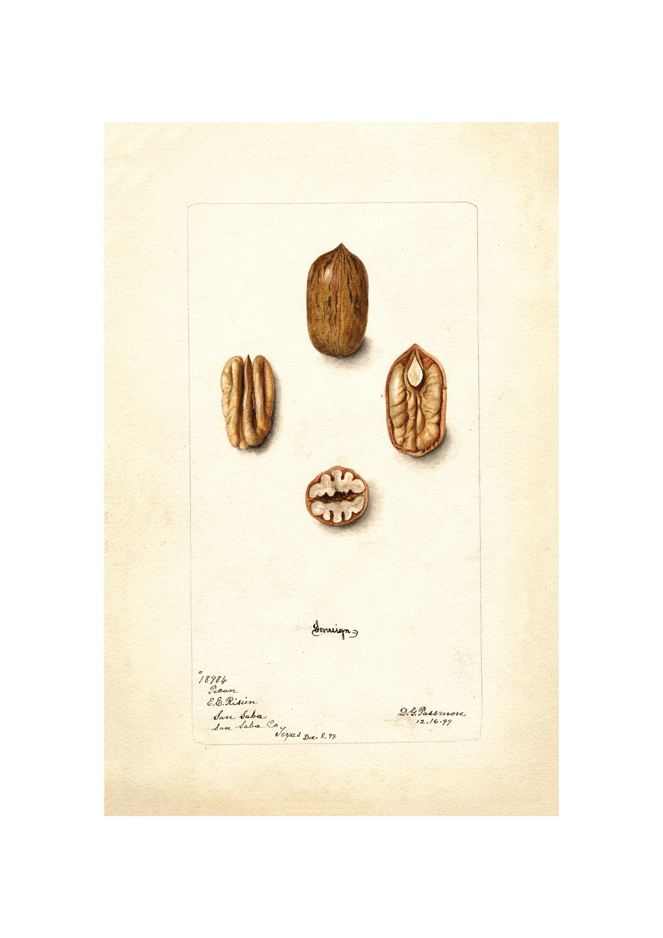Kitchen Wall Art | Botanical Print | Vintage Pecans Fruit Print | Pecan ...