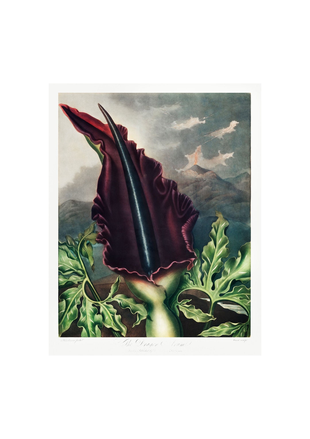 Vintage Dragon Arum Flower Print: Botanical Wall Art Decor Poster - Etsy