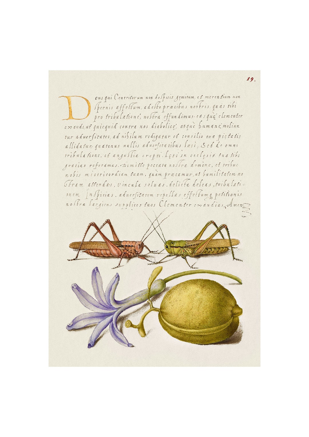 Botanical Calligraphy Print: Vintage Grasshopper, Hyacinth, Wall Art ...