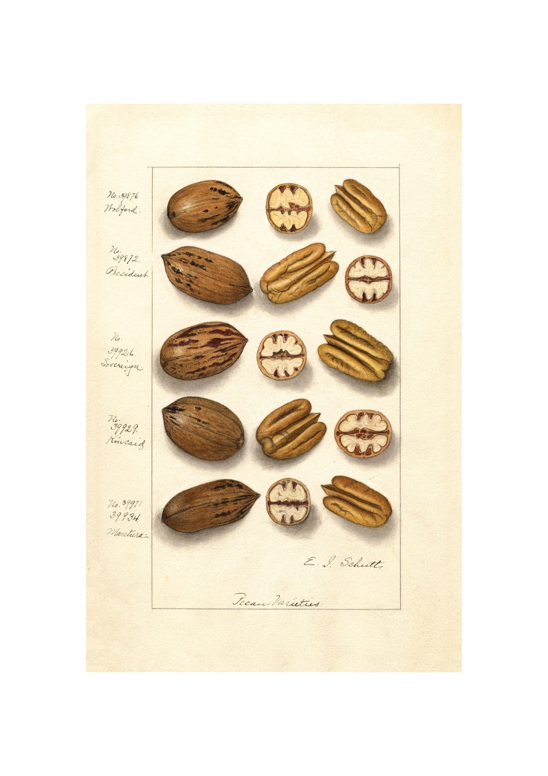 Kitchen Wall Art | Botanical Print | Vintage Pecans Fruit Print | Pecan ...