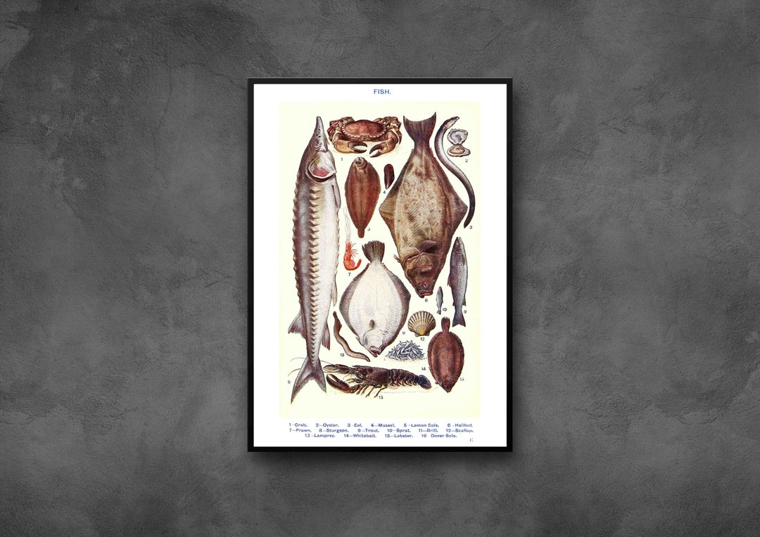 Vintage Fishmonger Chart Art Print: Kitchen Seafood Illustration - Etsy