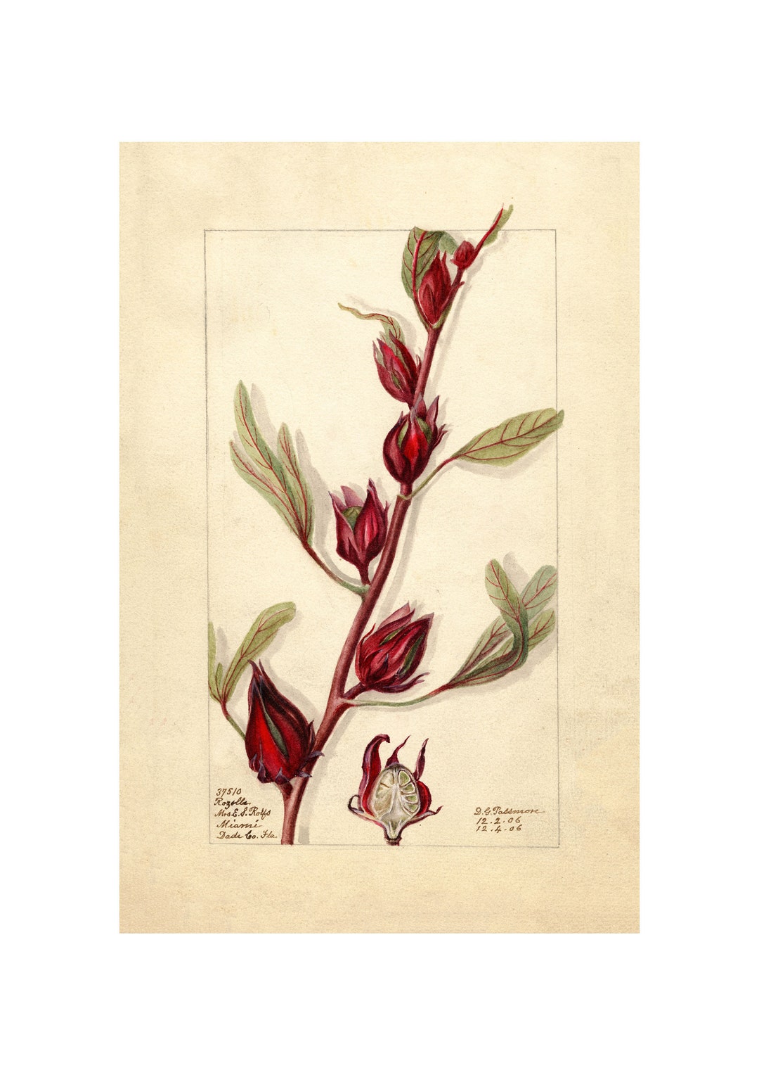 Vintage Botanical Print, Roselle Hibiscus Illustration, Antique Red ...