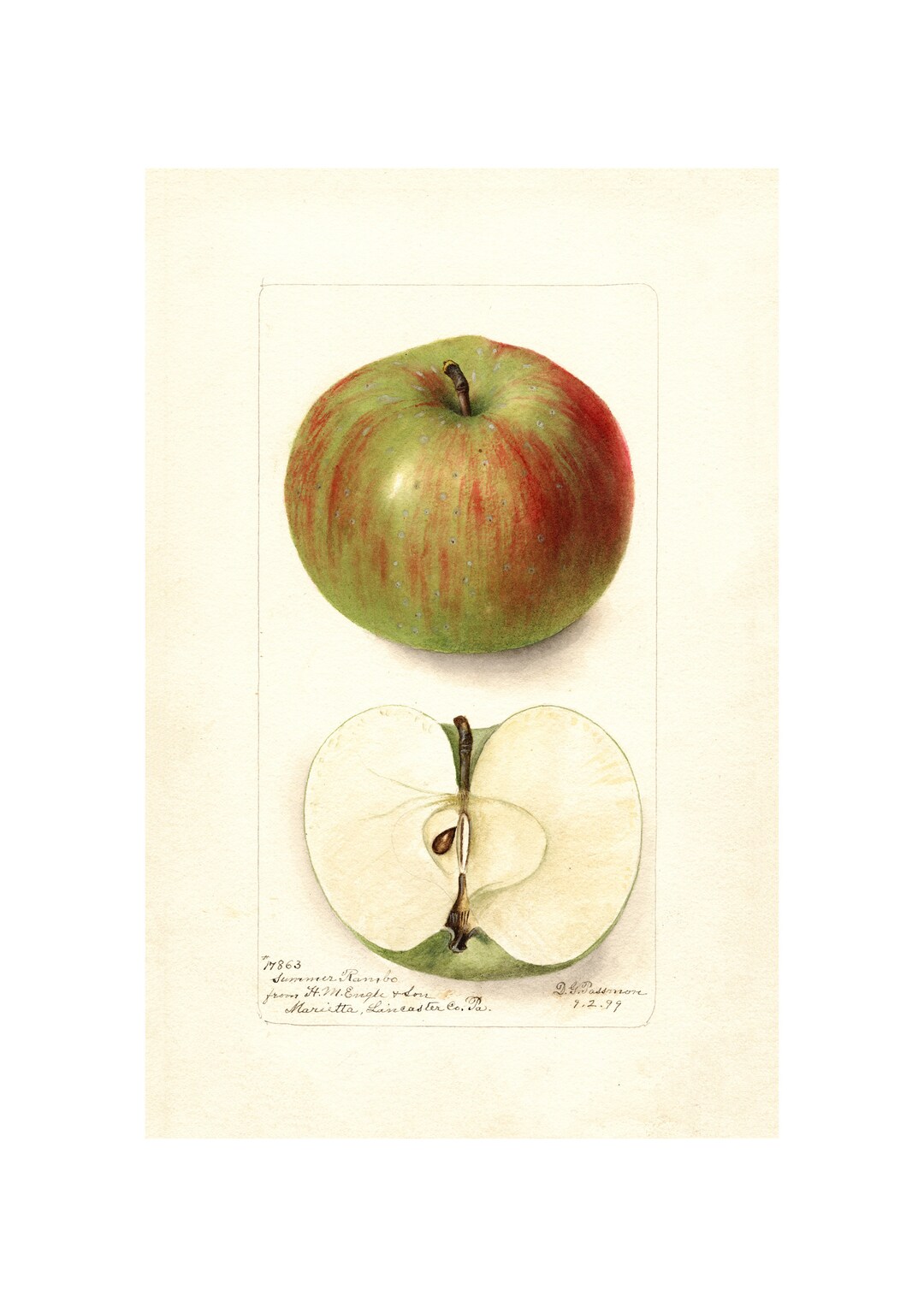 Kitchen Wall Art | Botanical Print | Vintage Apple Fruit Print | Green ...