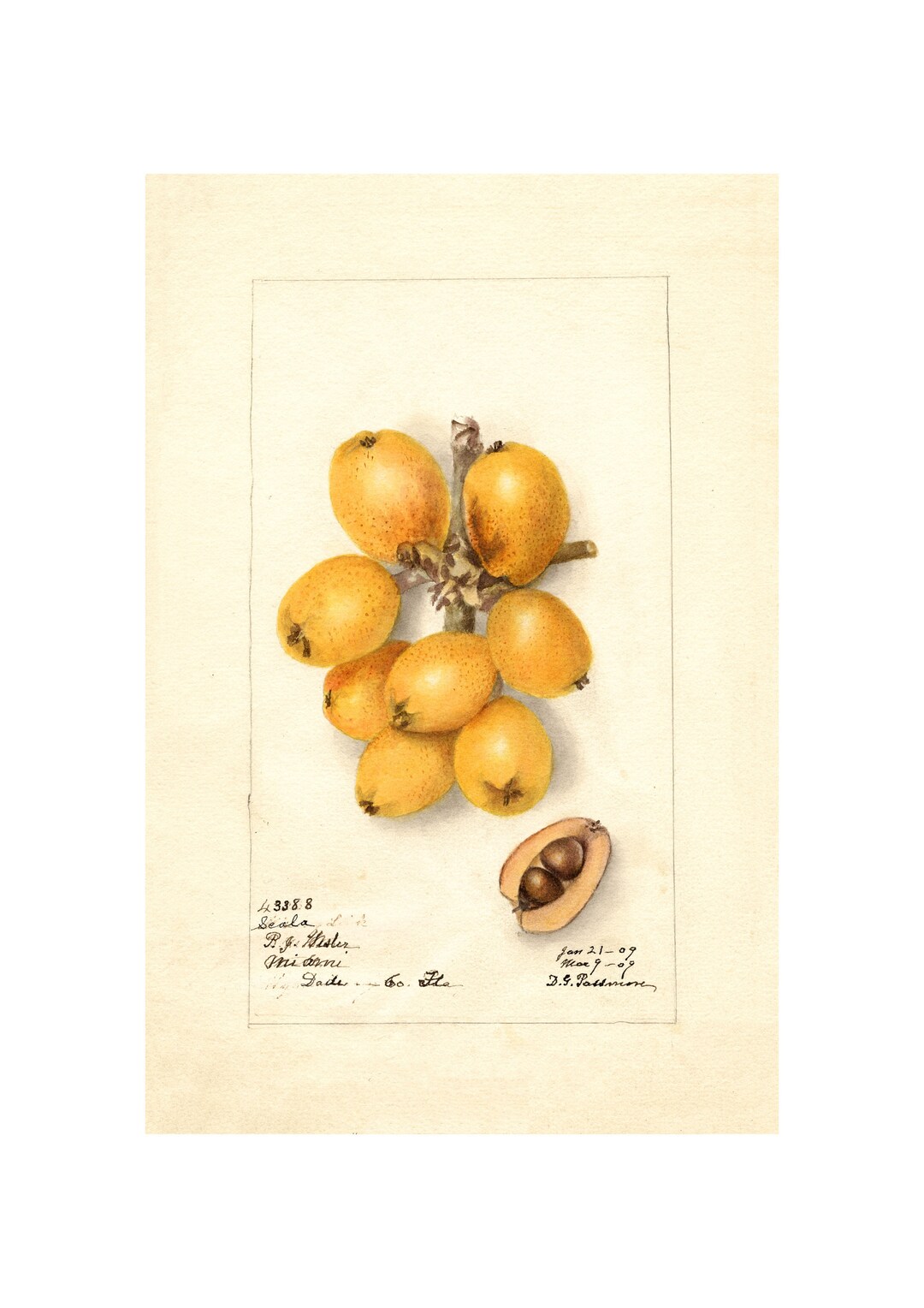 Vintage Loquat Fruit Kitchen Wall Art Poster Print, Botanical Loquat ...