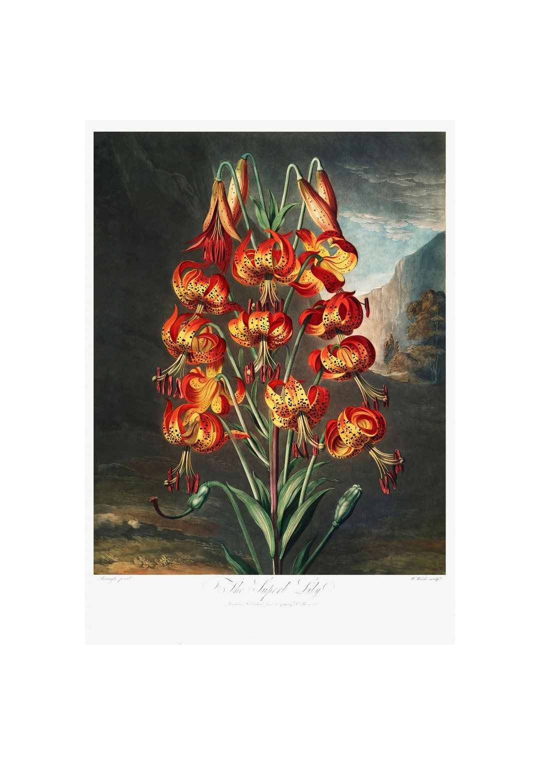 Vintage Lily Flower Print: Botanical Wall Art, Temple of Flora - Etsy