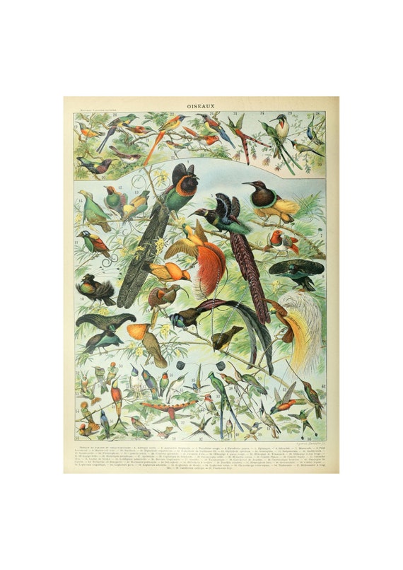 Vintage Birds Chart Wall Art Poster Print Ornithological - Etsy