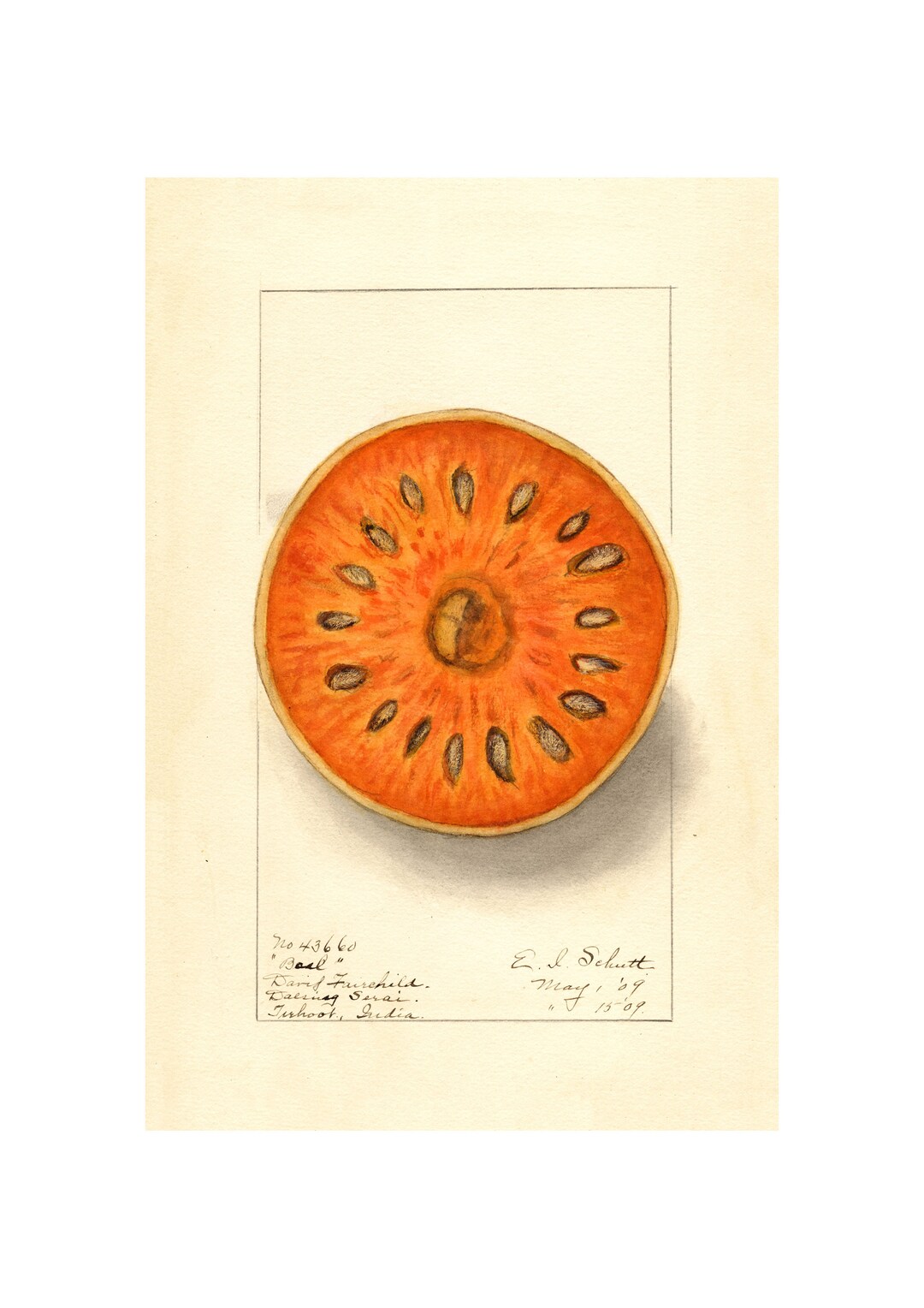 Vintage Bael Fruit Print: Botanical Kitchen Wall Art, Food Poster - Etsy