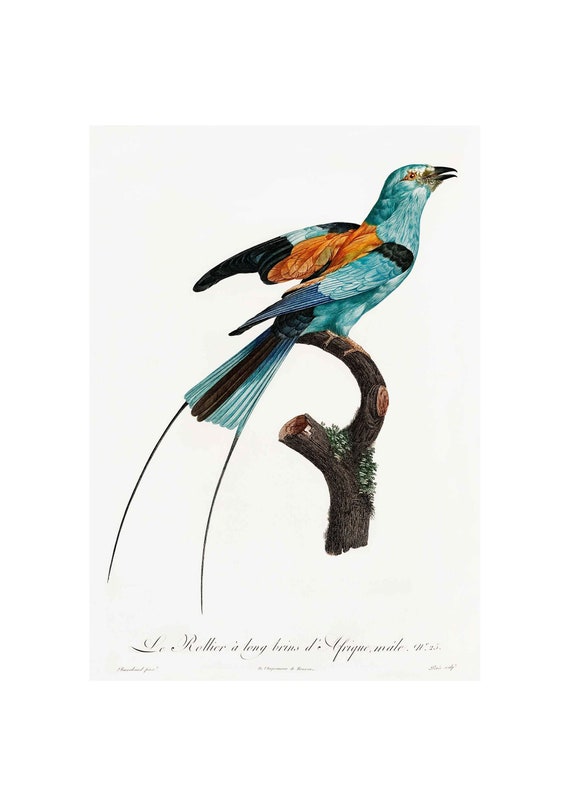 Vintage Botanical Parrot Wall Art Poster Print Natural - Etsy