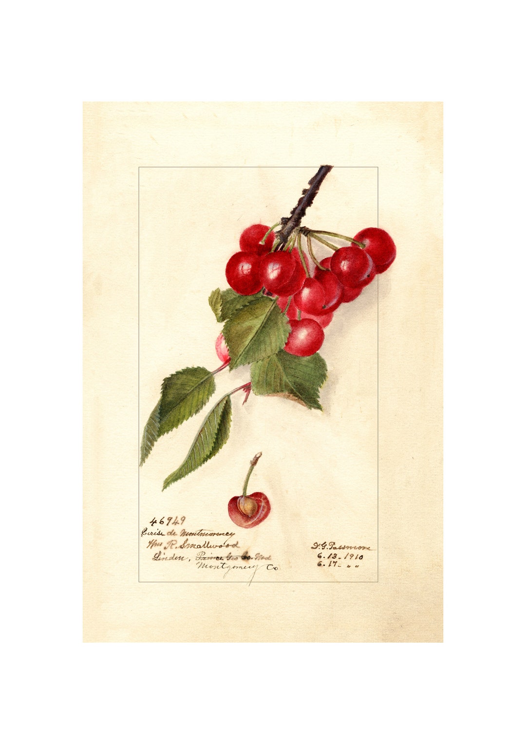 Vintage Cherry Botanical Print: Kitchen Wall Art Poster - Etsy
