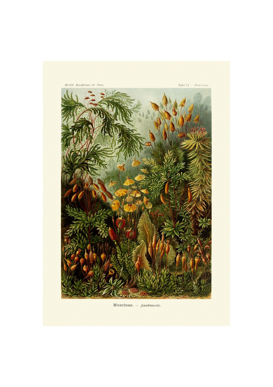 Vintage Moss Muscinae Botanical Poster | Acephala Print | Illustration ...