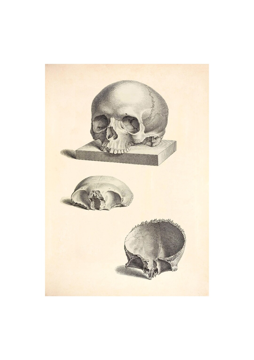 Vintage Scull Skeleton Anatomy Wall Art Poster Print, Gift for Doctor ...