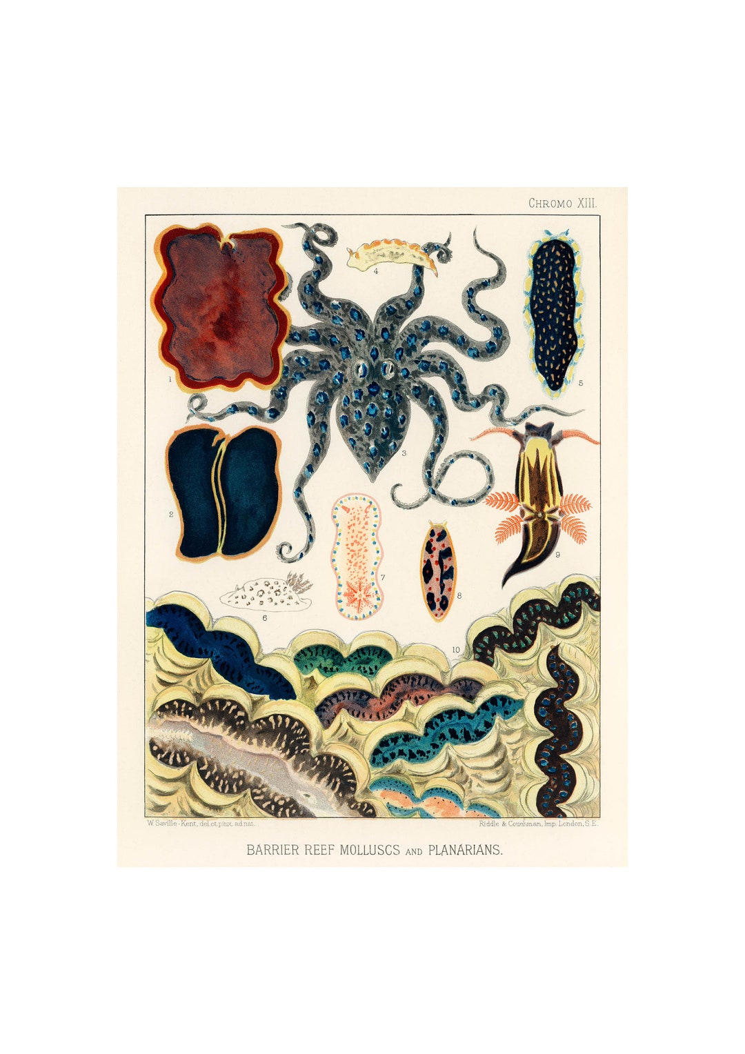 Vintage Great Barrier Reef Molluscs and Planarians Poster | Australian ...