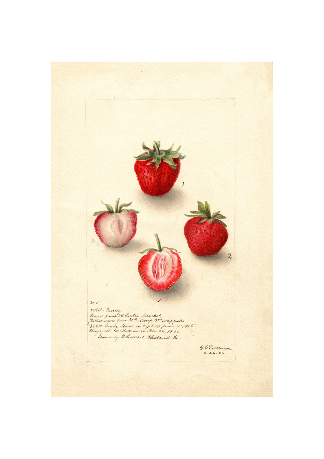 Vintage Botanical Kitchen Wall Art Strawberry Fruit Poster Print Framed ...