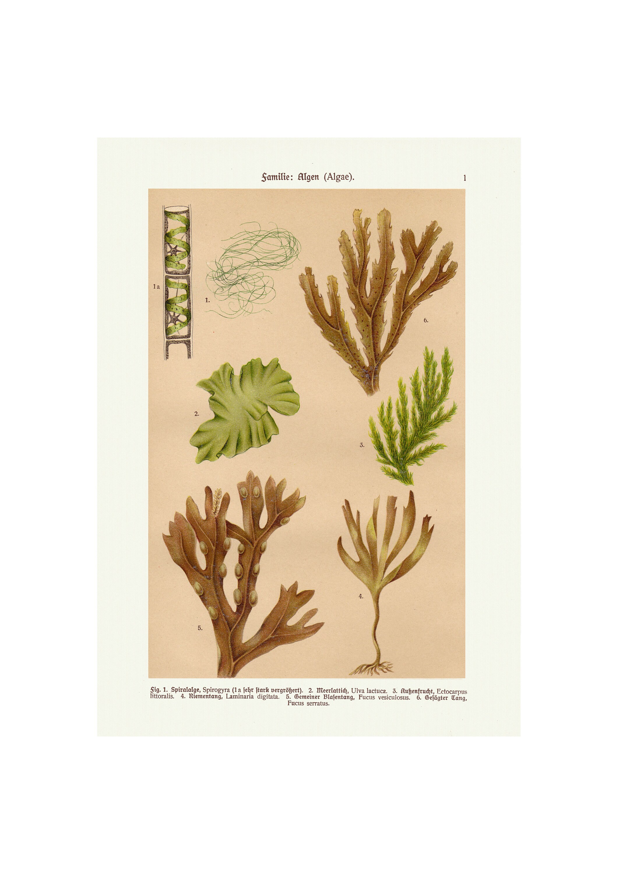 Sea Algae Drawing