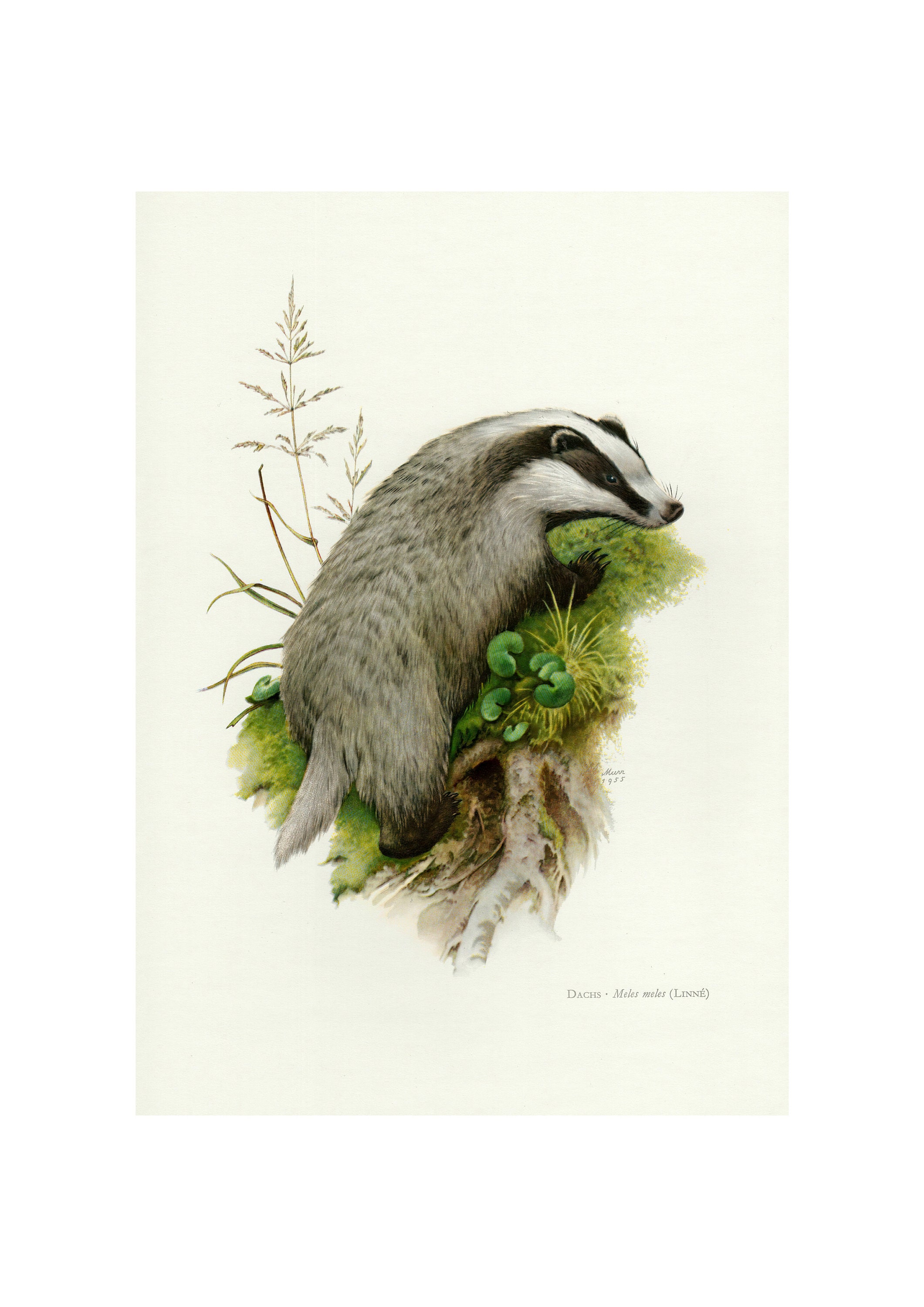 Vintage Badger Poster Wall Art Decor, Animal Art Print, Framed ...