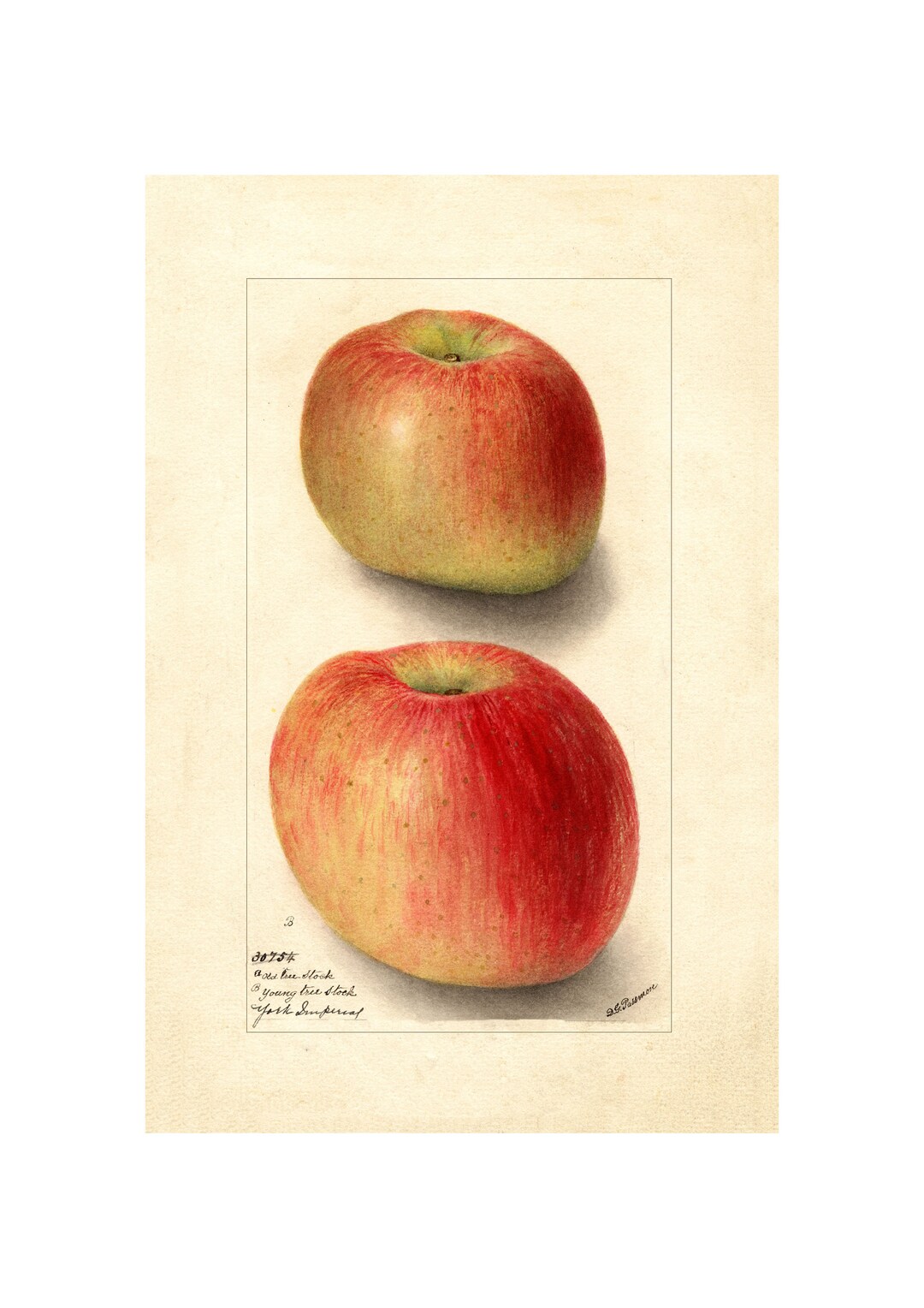 Kitchen Wall Art | Botanical Print | Vintage Apple Fruit Print | Apple ...