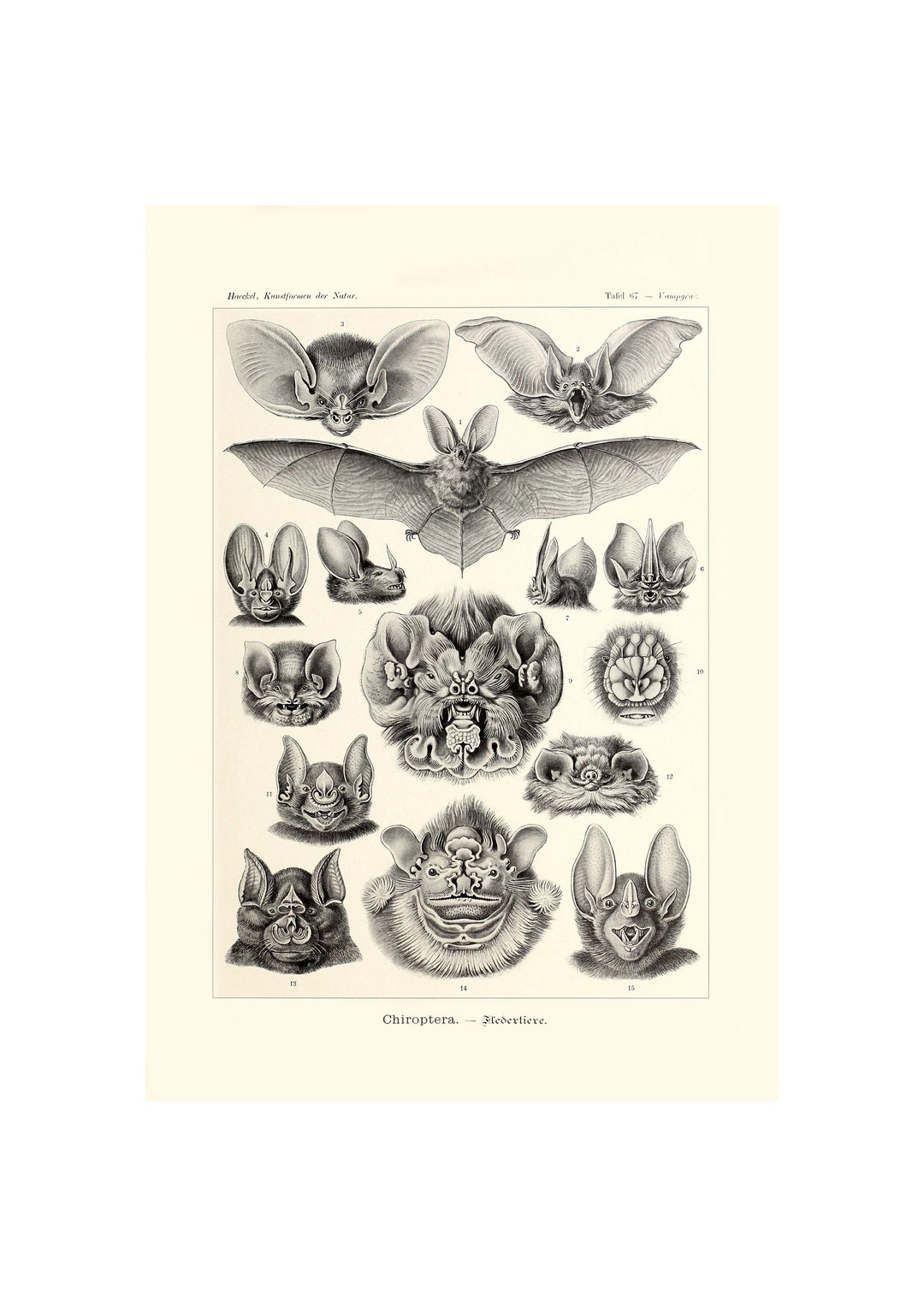 Vintage Vampire Bat Print: Ernst Haeckel Biology Poster, Chiroptera ...