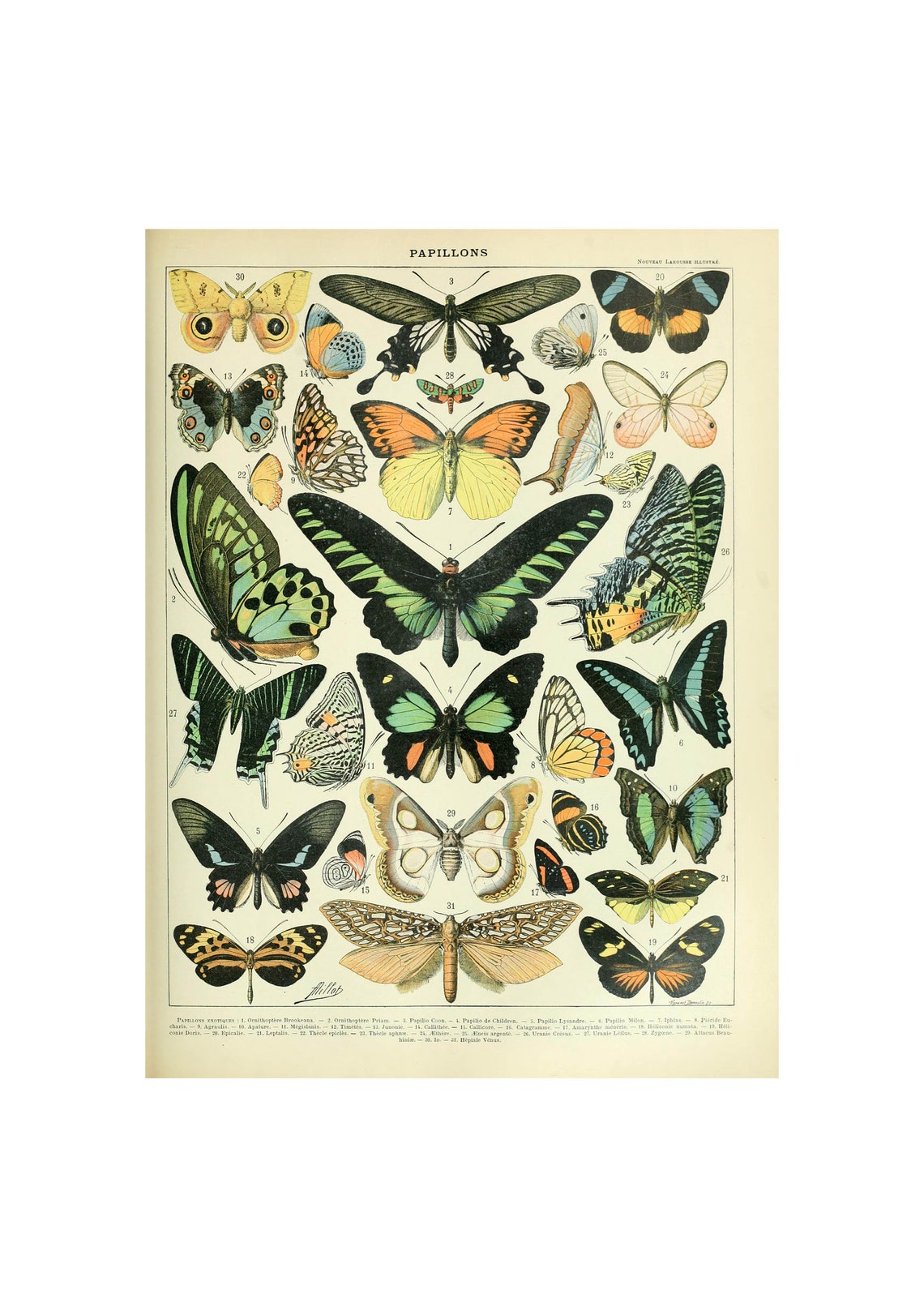 Vintage Butterfly Chart Poster Wall Art Print, Insects Print by Adolphe ...