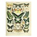 Vintage Butterfly Chart Poster Wall Art Print, Insects Print by Adolphe ...