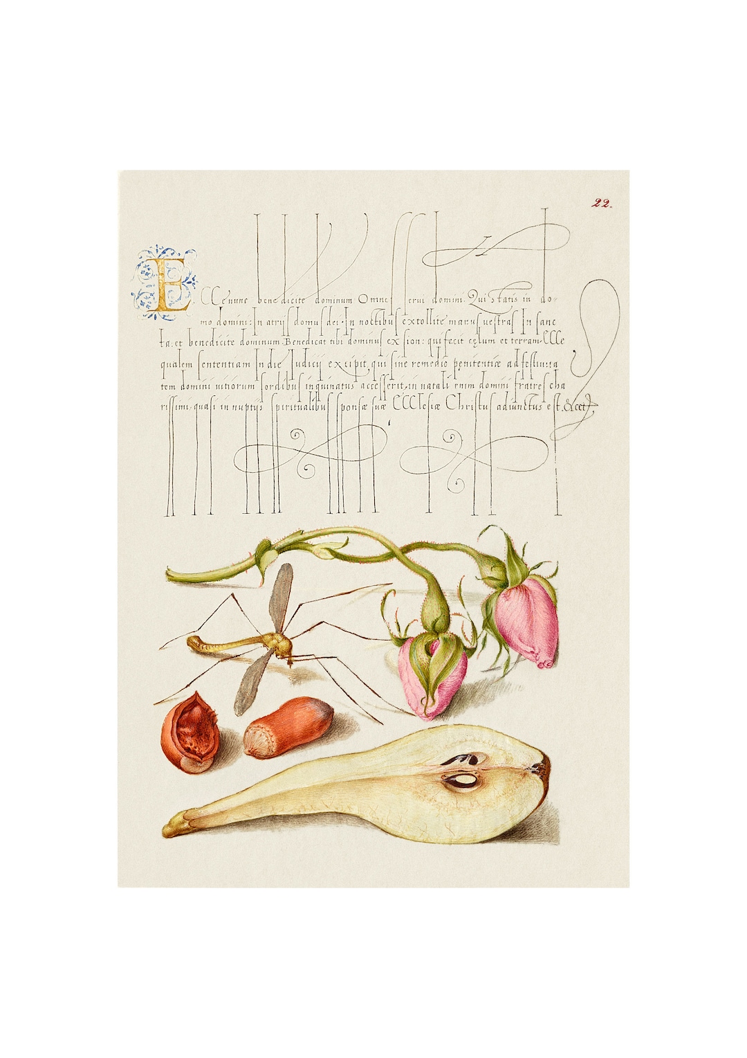 Botanical Calligraphy Print: Vintage Rose & Pear Wall Art Poster - Etsy
