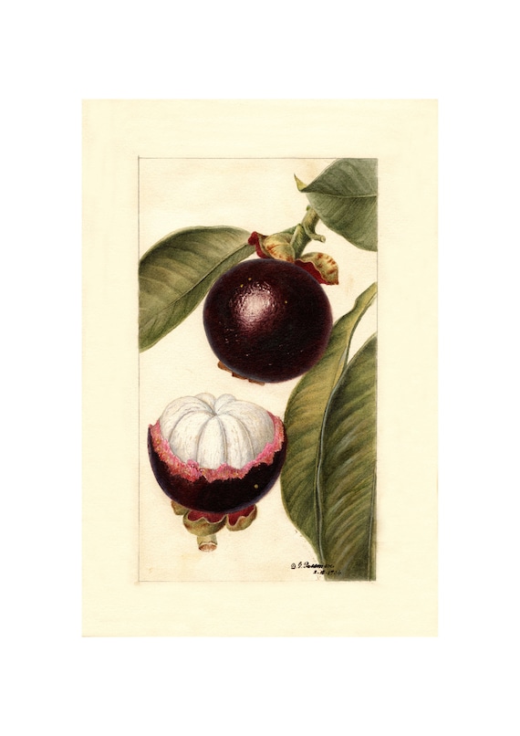 Mangosteen Tree Drawing