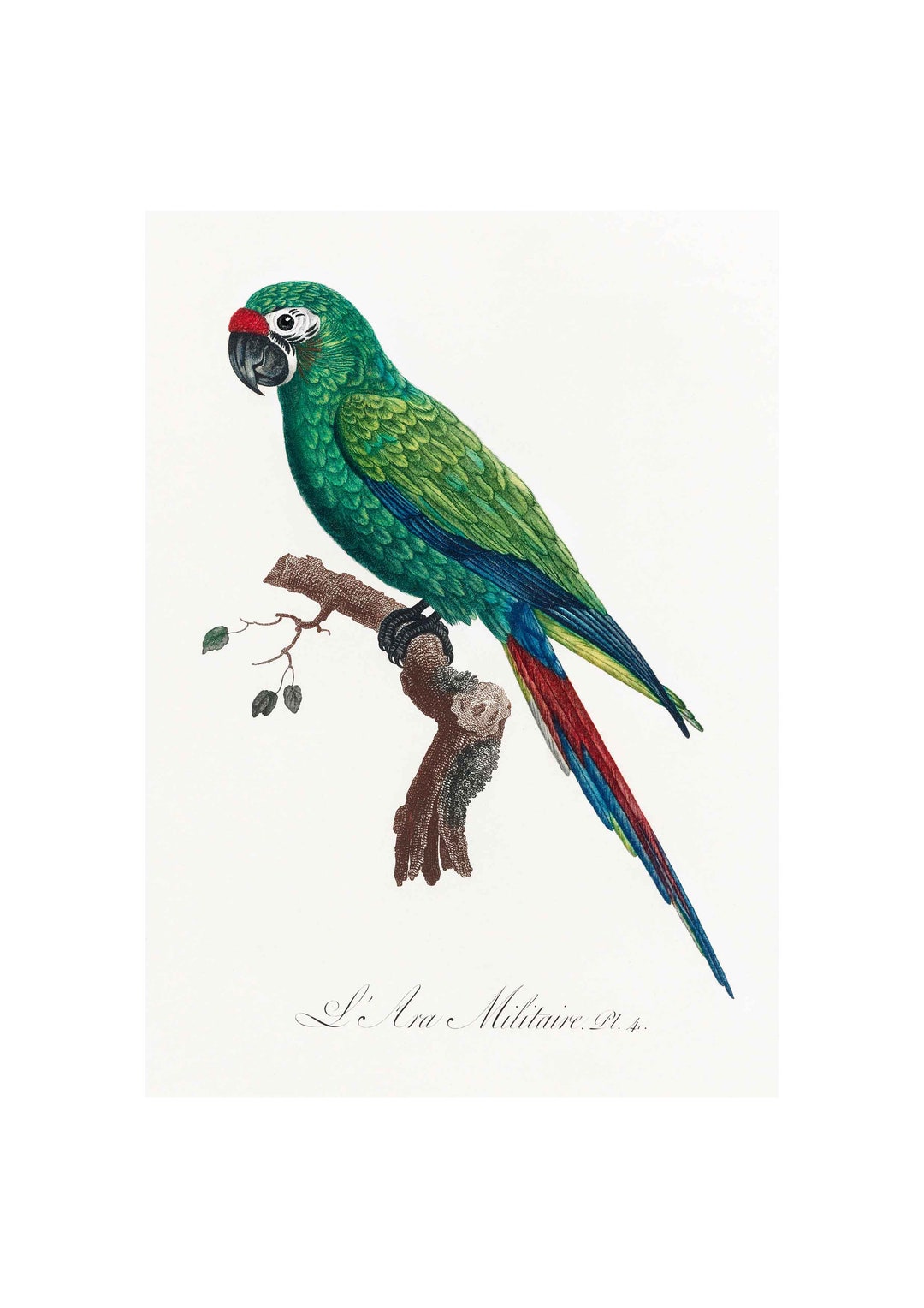 Vintage Parrot Print: Botanical Bird Wall Art, Natural History - Etsy