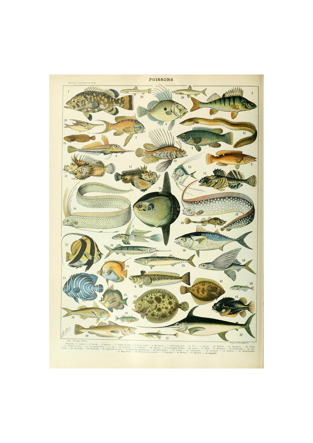 Vintage Fish Chart Print: Adolphe Millot Wall Art Poster - Etsy