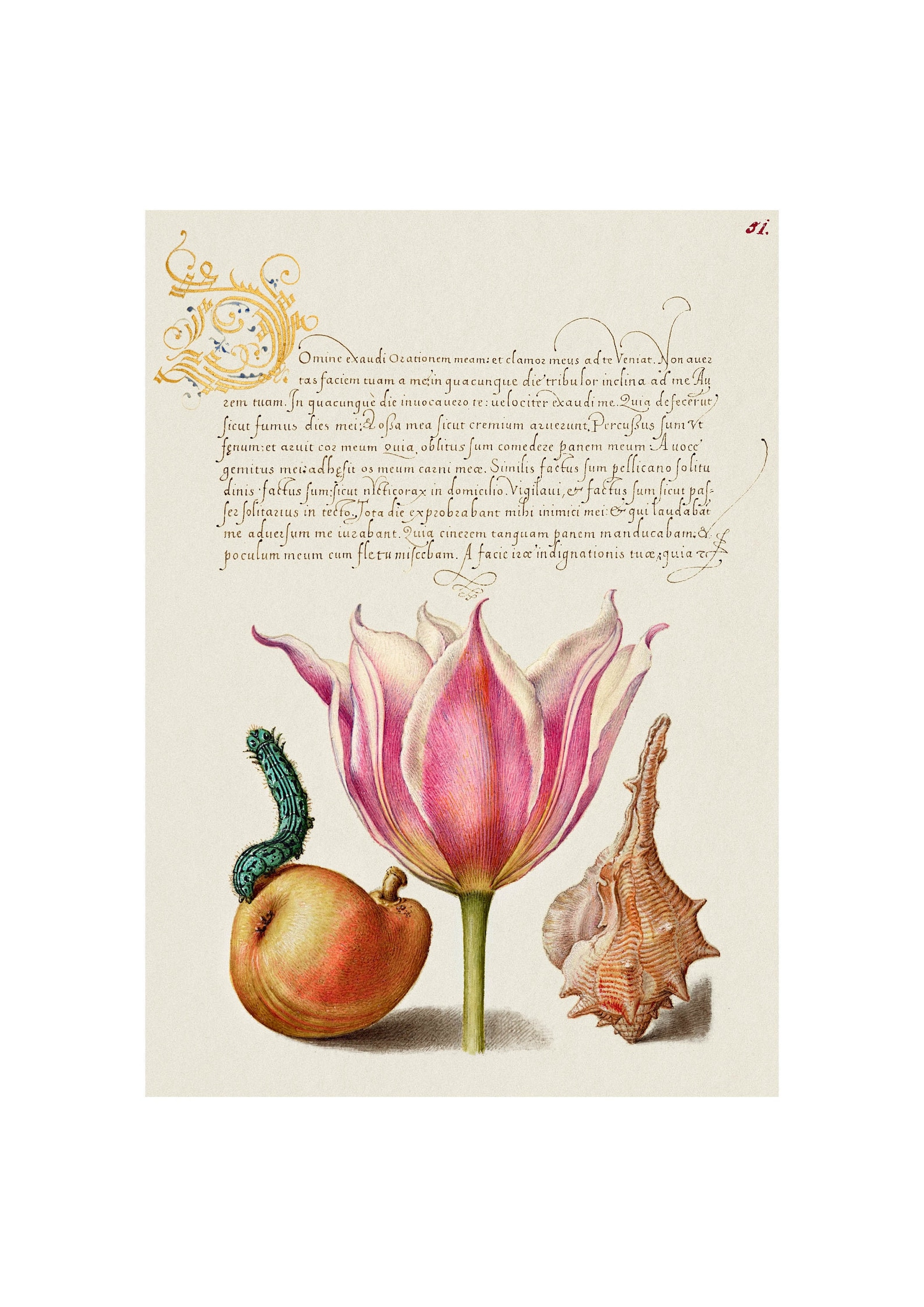 Vintage Botanical Floral Calligraphy Poster Print, Tulip Flower Print ...