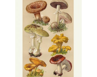 Mushrooms Print Vintage Fungi Biology Poster Botanical Wall | Etsy