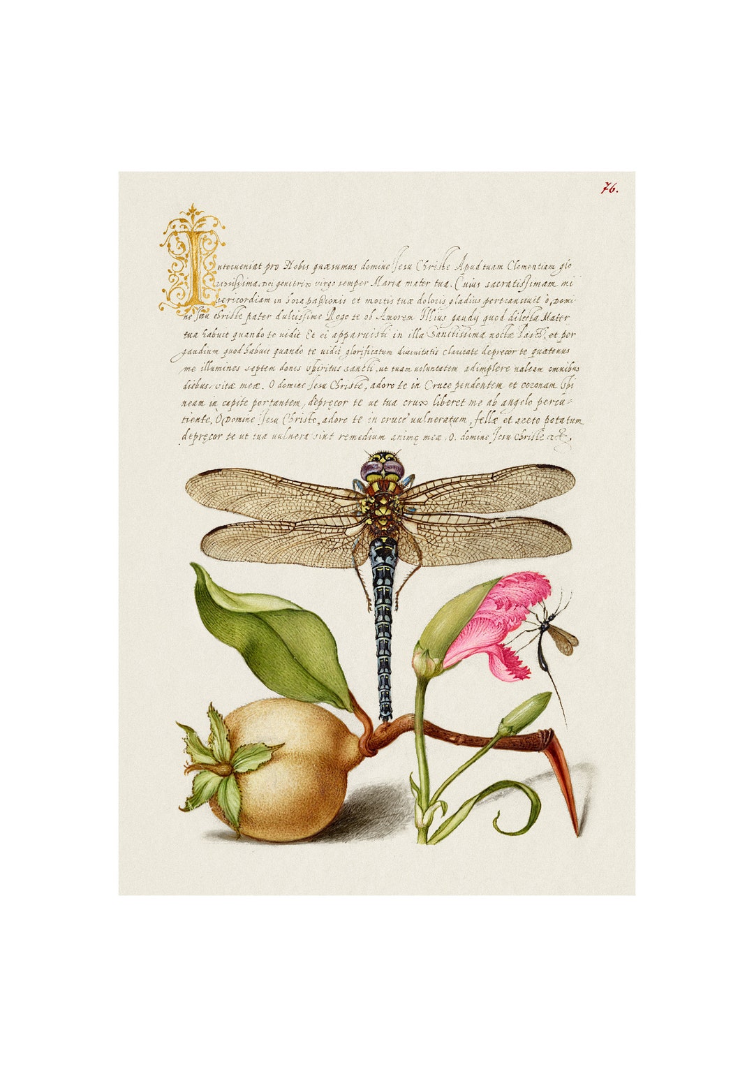 Dragonfly Botanical Print: Vintage Biology Wall Art Poster by Hoefnagel ...