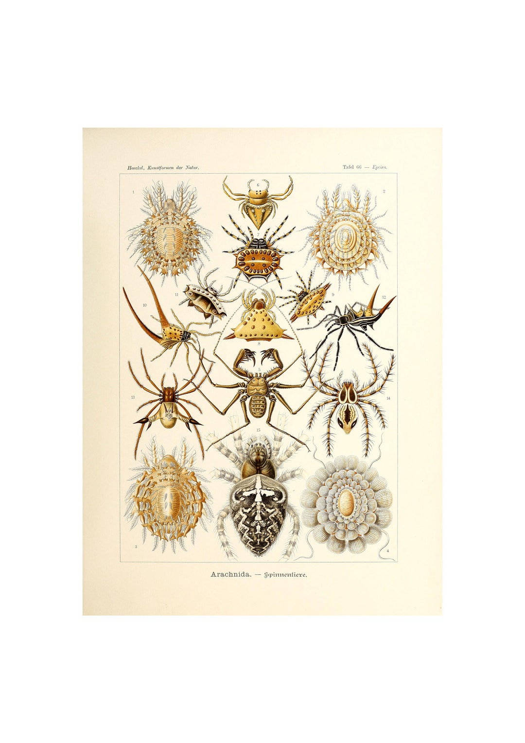 Vintage Spider Biology Poster: Ernst Haeckel Arachnida Print - Etsy
