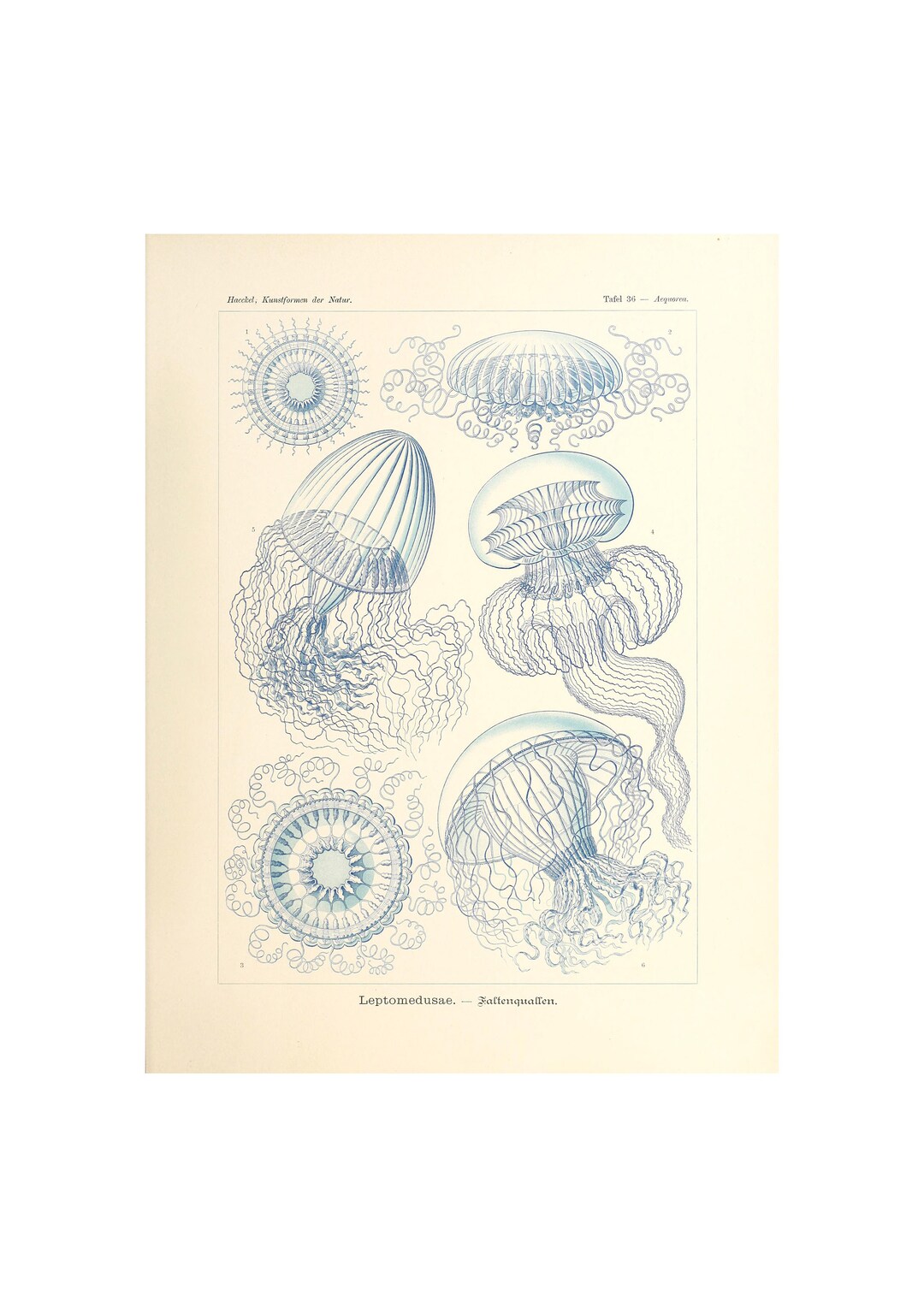 Vintage Blue Jellyfish Poster | Leptomedusae Print | Marine Life ...