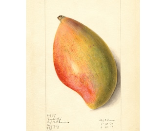 Mango Fruit Art Print - Etsy