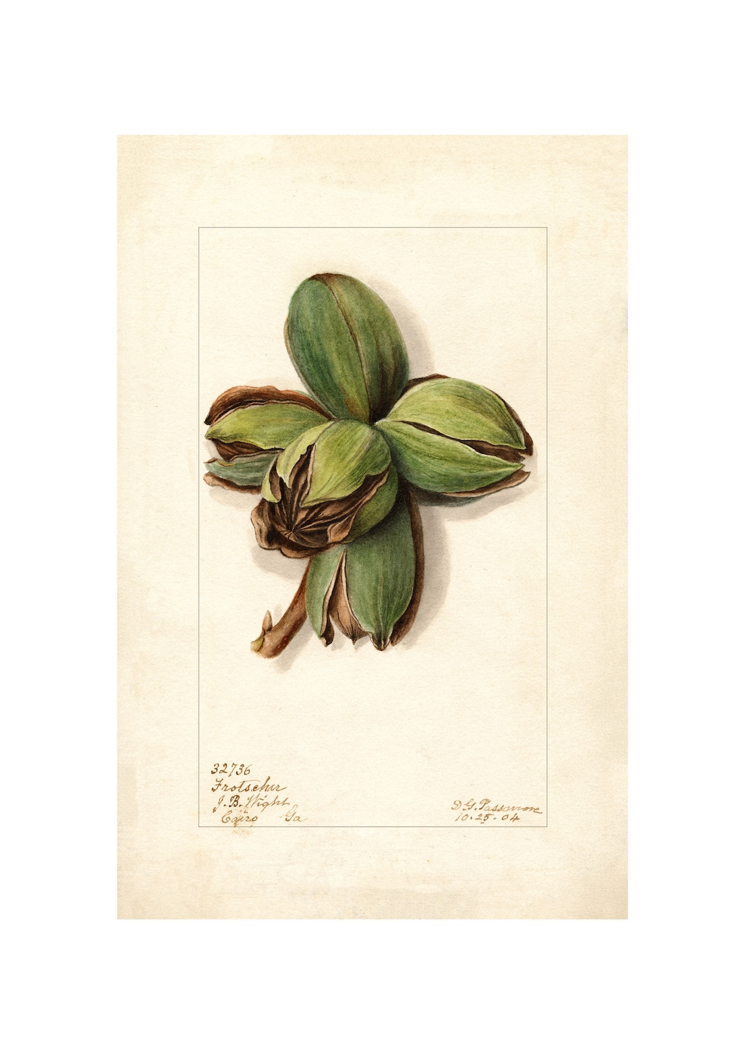 Pecan Nut Poster, Vintage Botanical Kitchen Wall Art Print, 1903 Framed ...