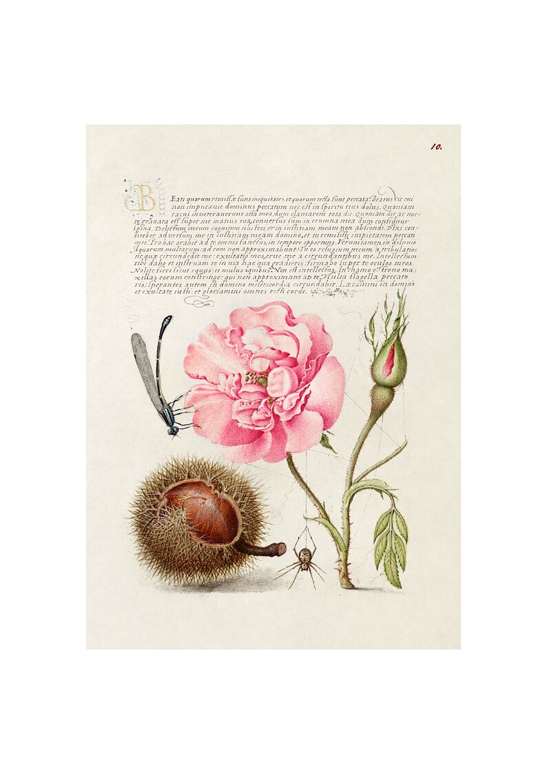 Botanical Calligraphy Print, Rose and Chestnut Print , Vintage Wall Art ...