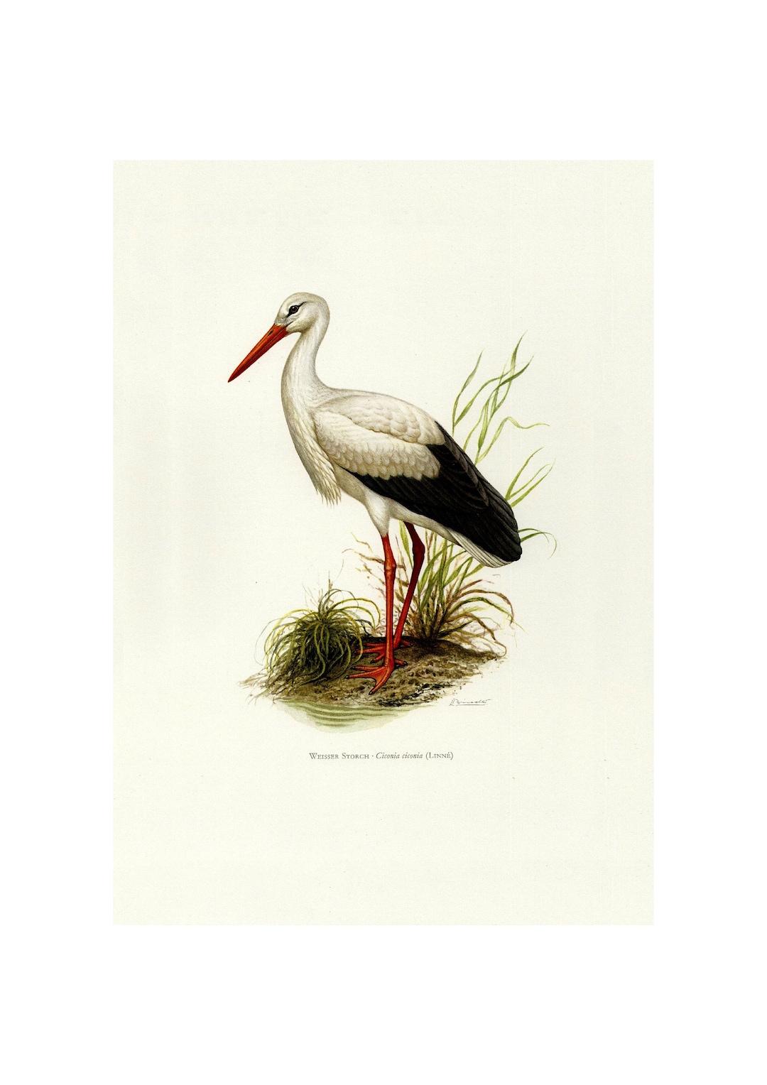 Stork Bird Wall Art Poster Print, Wall Decor, Vintage Art Print, Framed ...