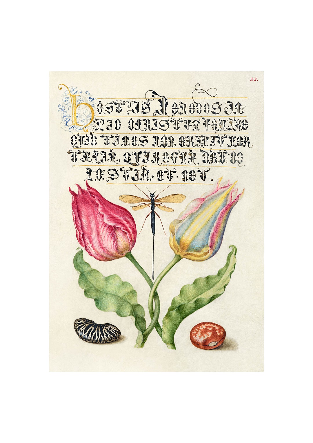 Vintage Calligraphy Poster Print Botanical Poster, Tulip Flower Print ...