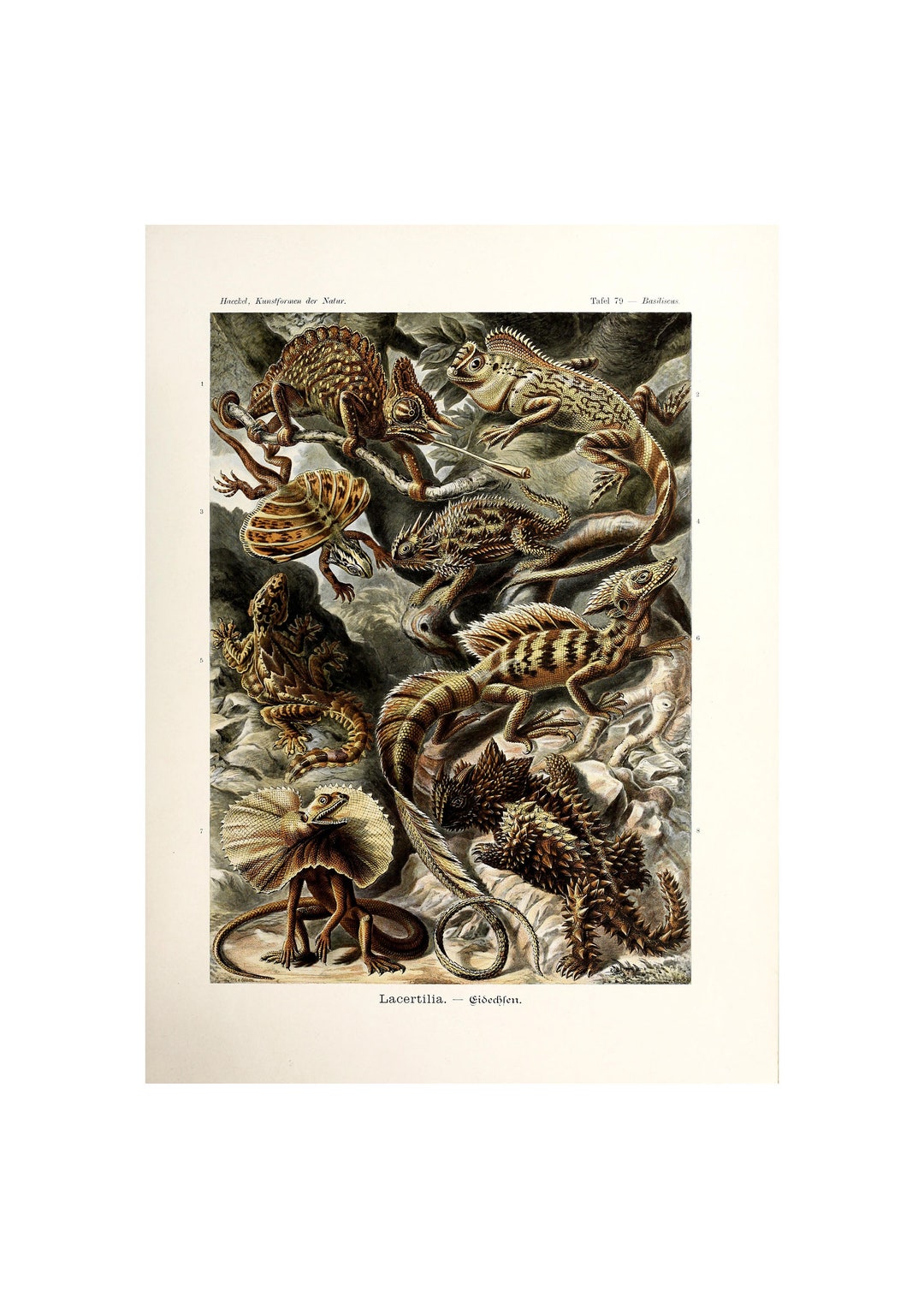 Vintage Lizard Biology Wall Art Poster Print by Ernst Haeckel, 1904 ...