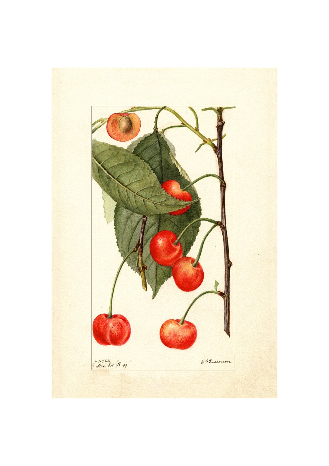 Vintage Cherry Botanical Print: Kitchen Wall Art Poster - Etsy