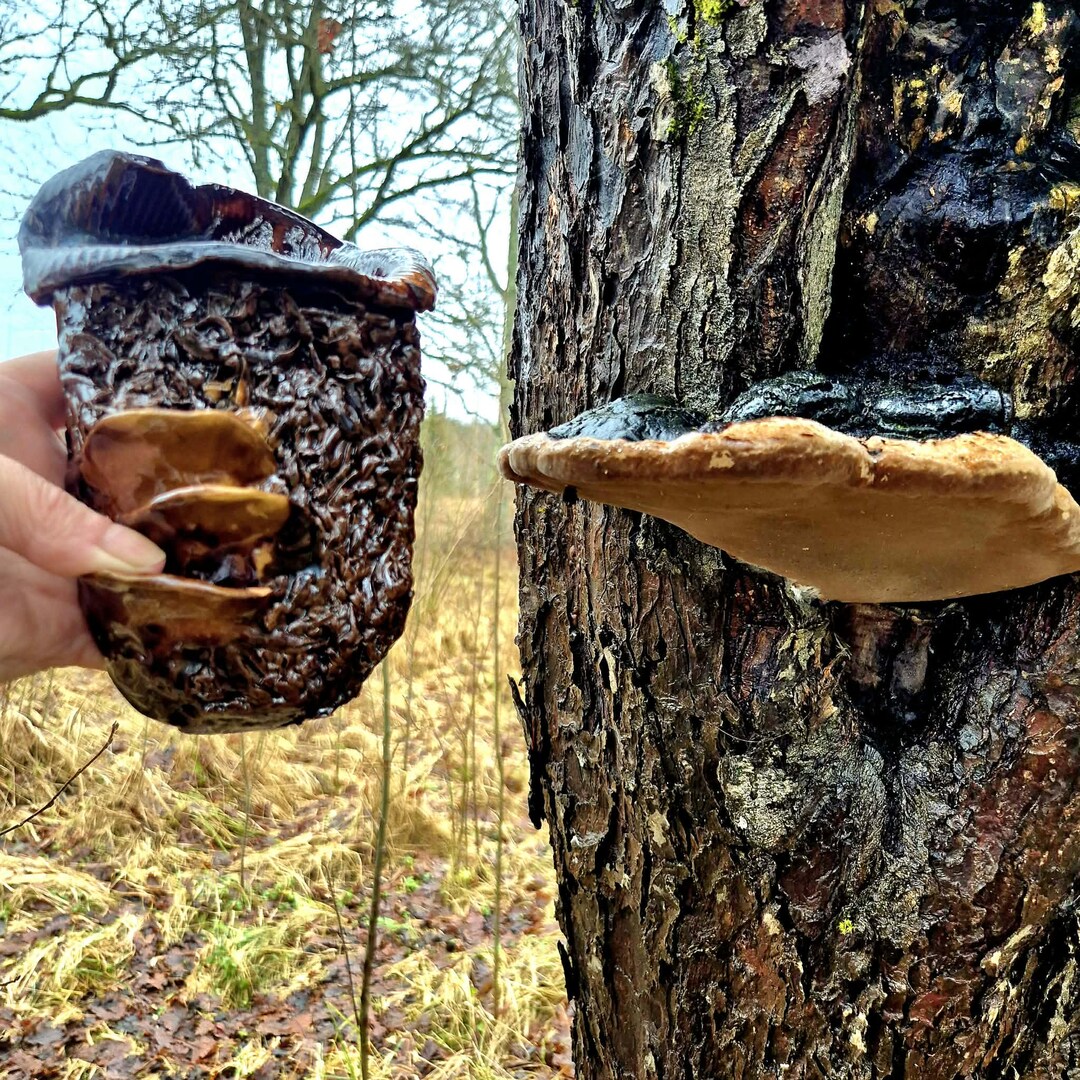 Woodland Ceramic Wall Vase, Tree Fungus Forest Art, Nature Inspired ...