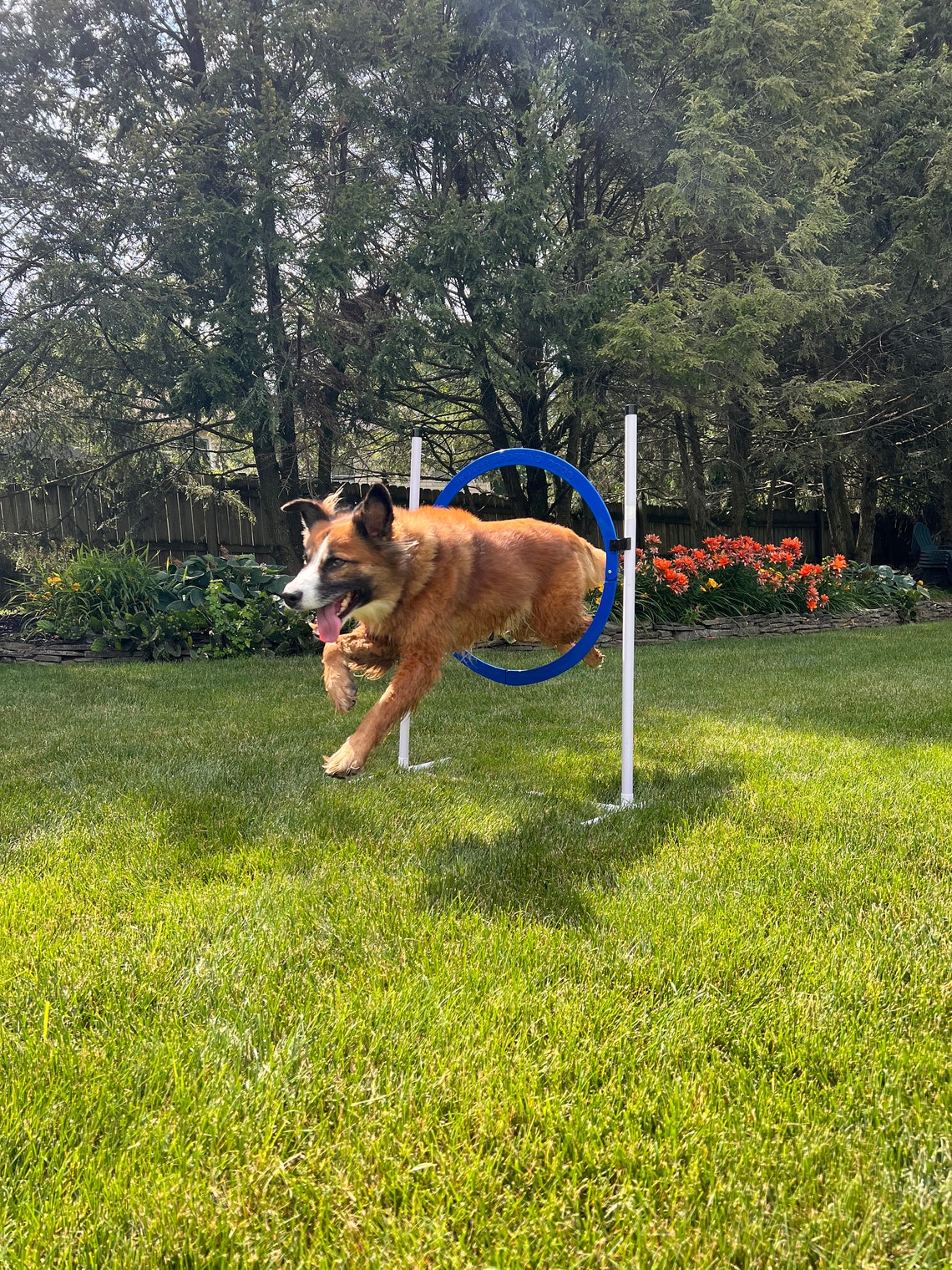 Better Sporting Dogs Agility Set | 5pc Agility Kit | Bar Jump W/cup ...