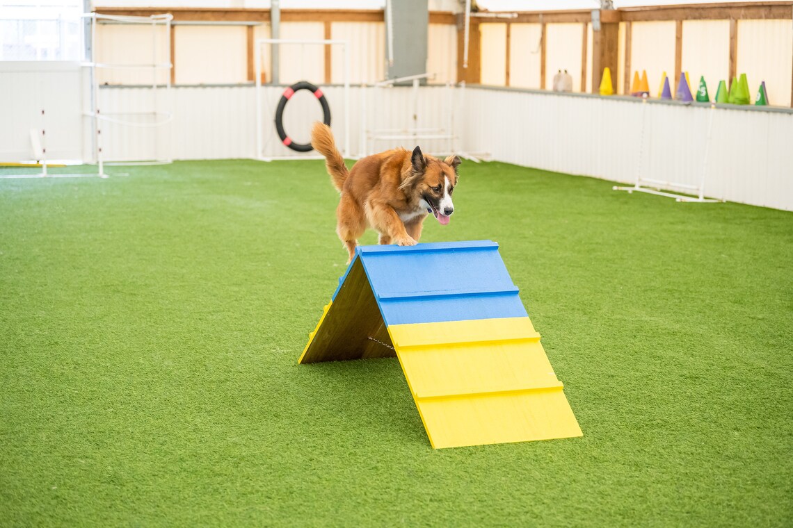 Better Sporting Dogs Agility A-frame Dog Agility Equipment - Etsy