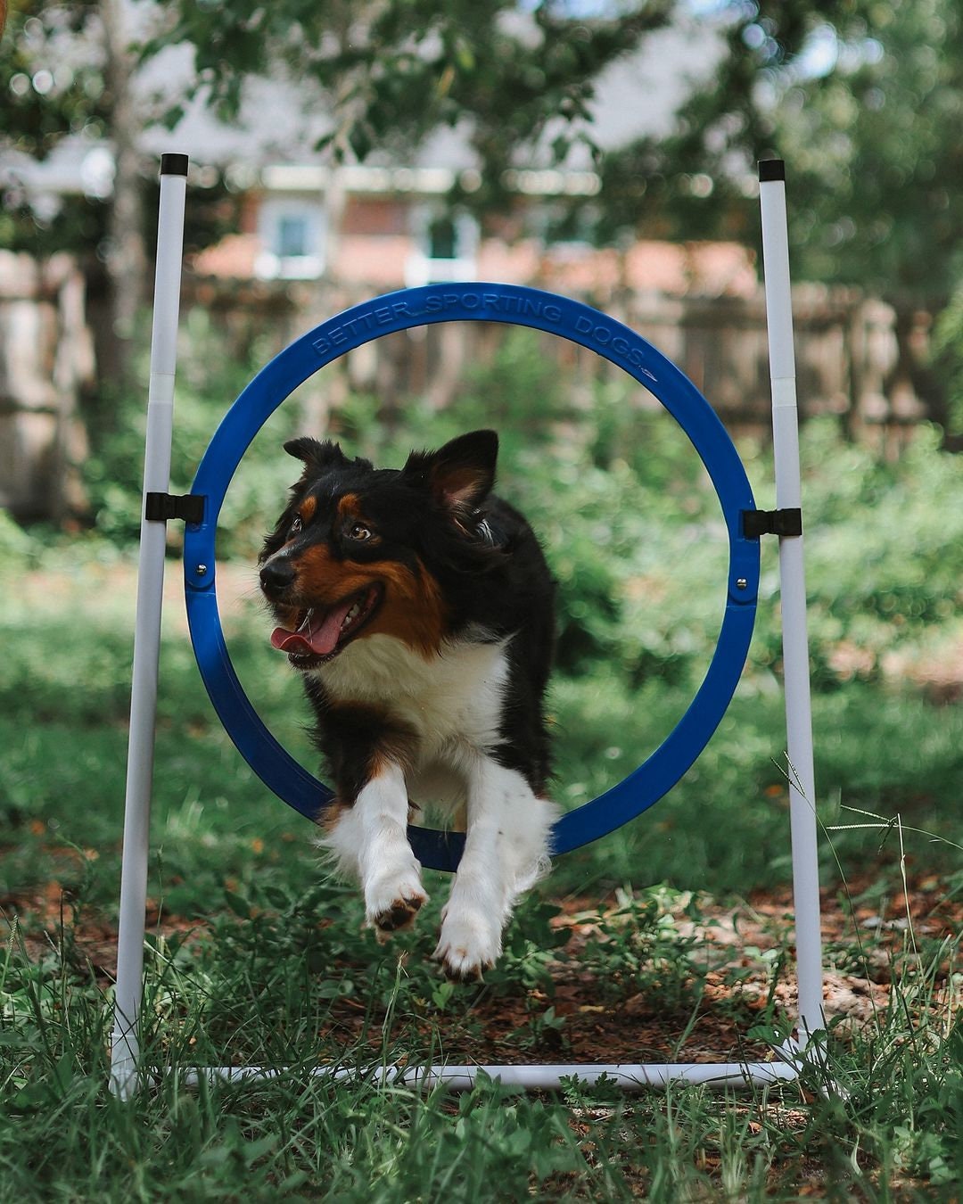 Agility Poles 5-Piece Dog Agility Set - Includes Breakaway Tire Jump ...